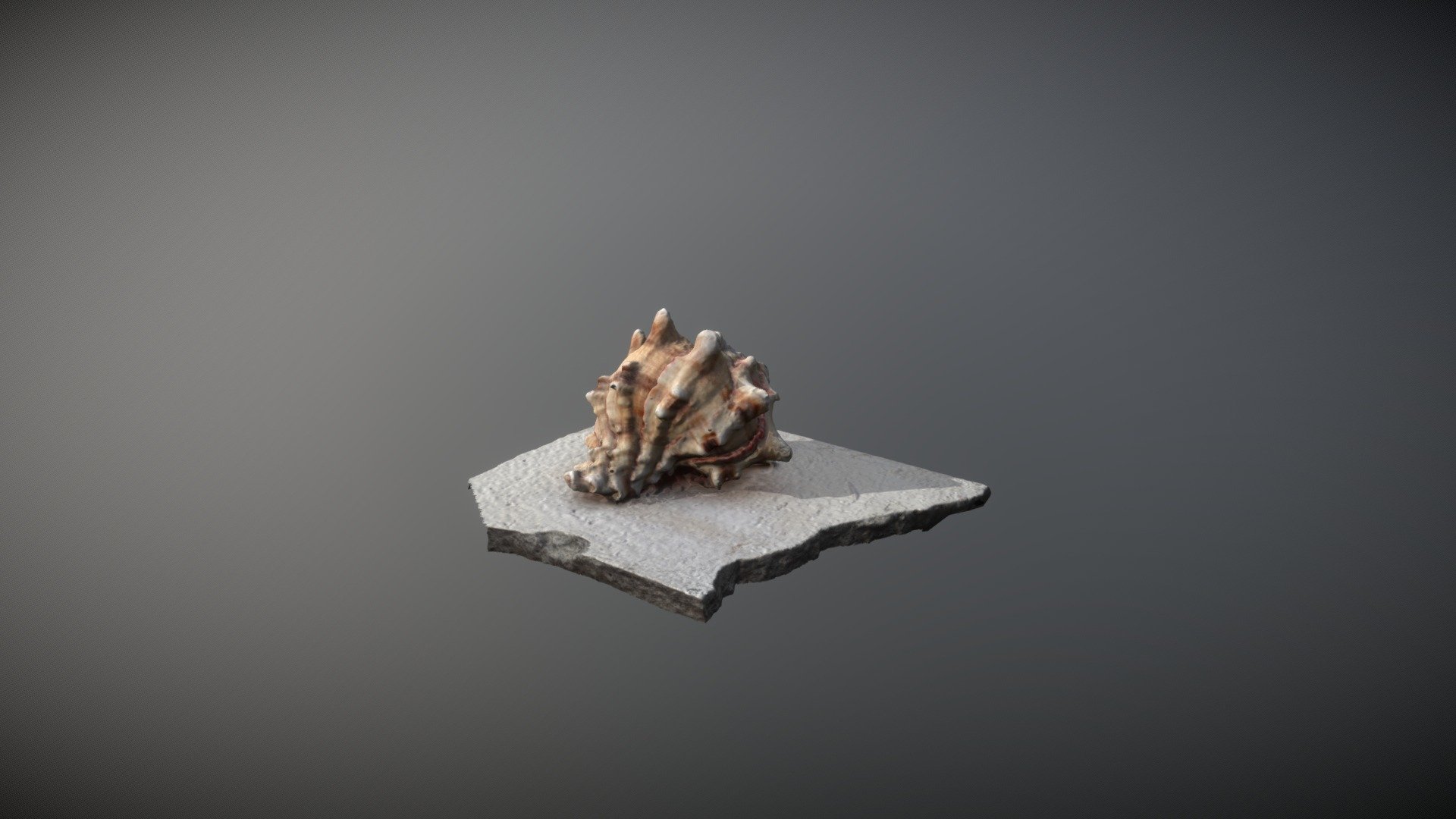 Conch - Download Free 3D model by LukeNivuach [d318a3c] - Sketchfab