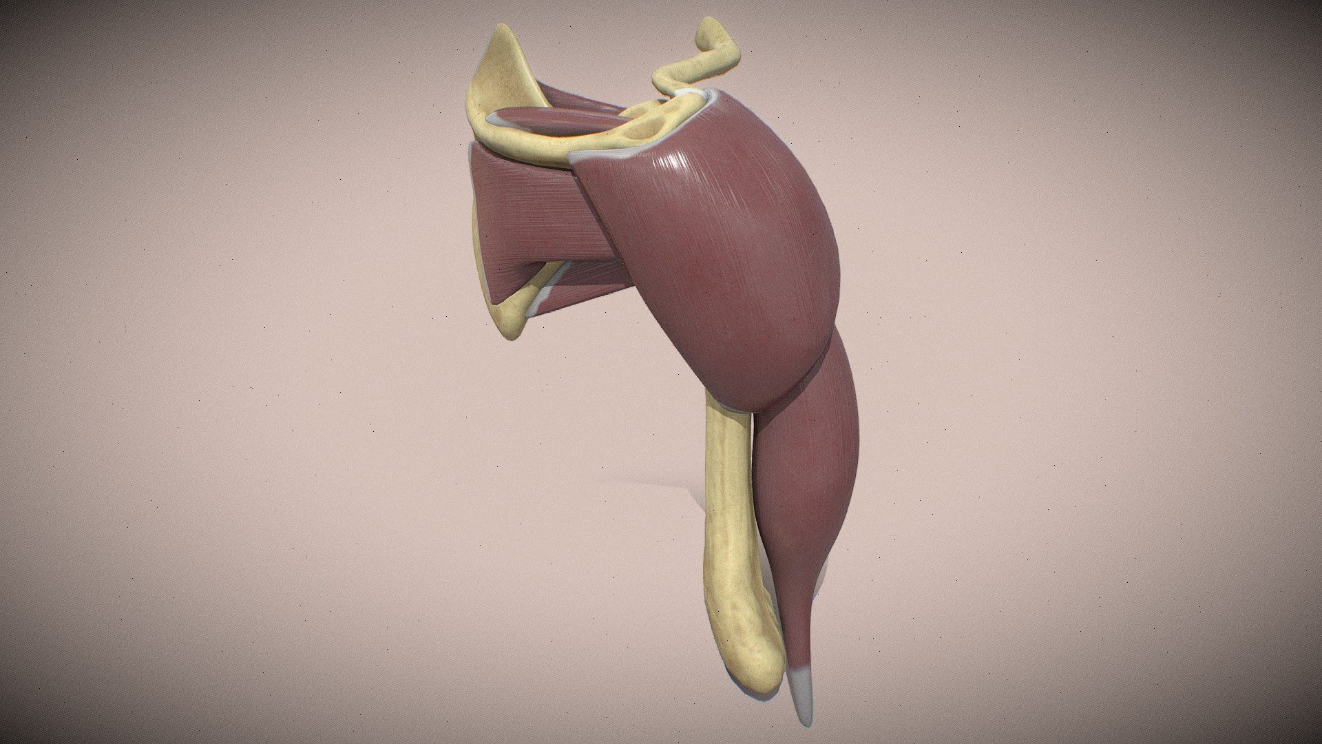 Shoulder joint - Download Free 3D model by arloopa [d3191cc] - Sketchfab