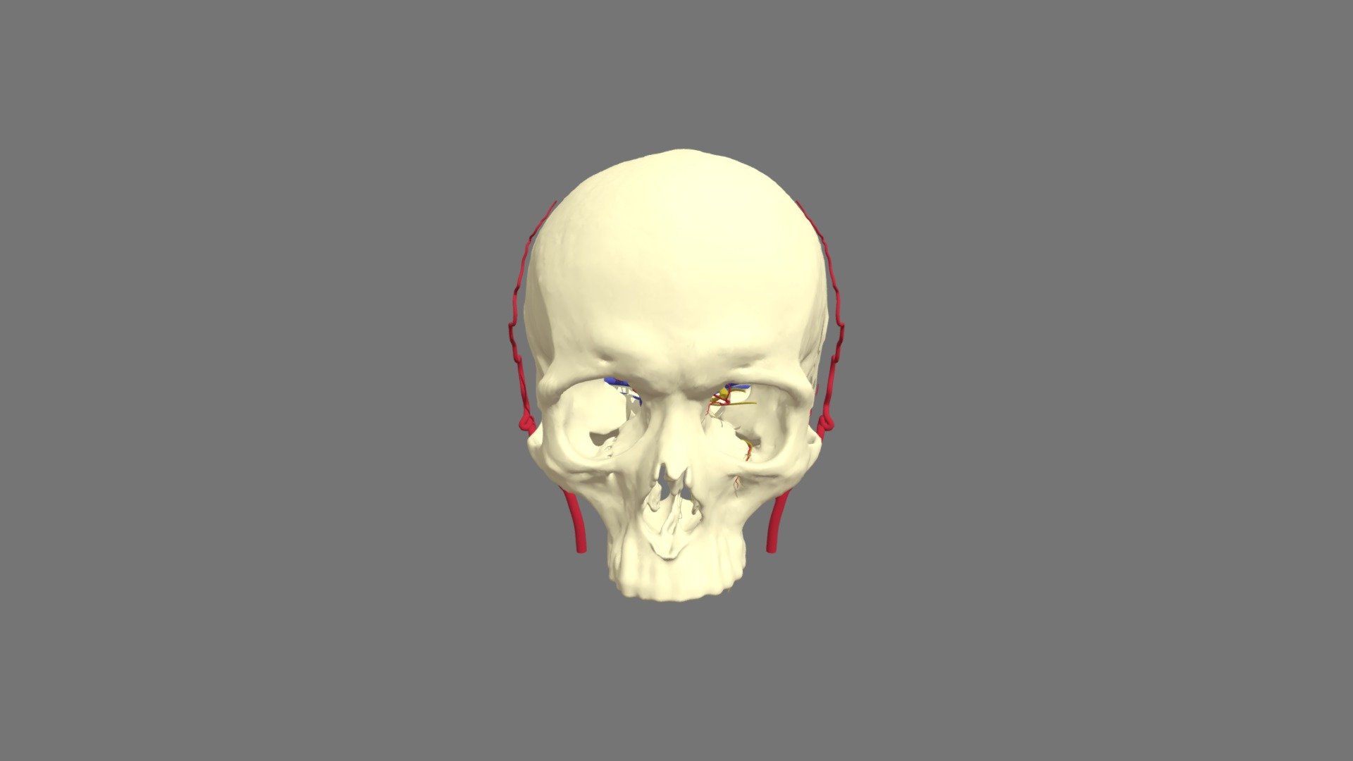 Skull Based Segmentation Prototype 3d Model By Visualization Iexcel Bill Glass [d319eb4