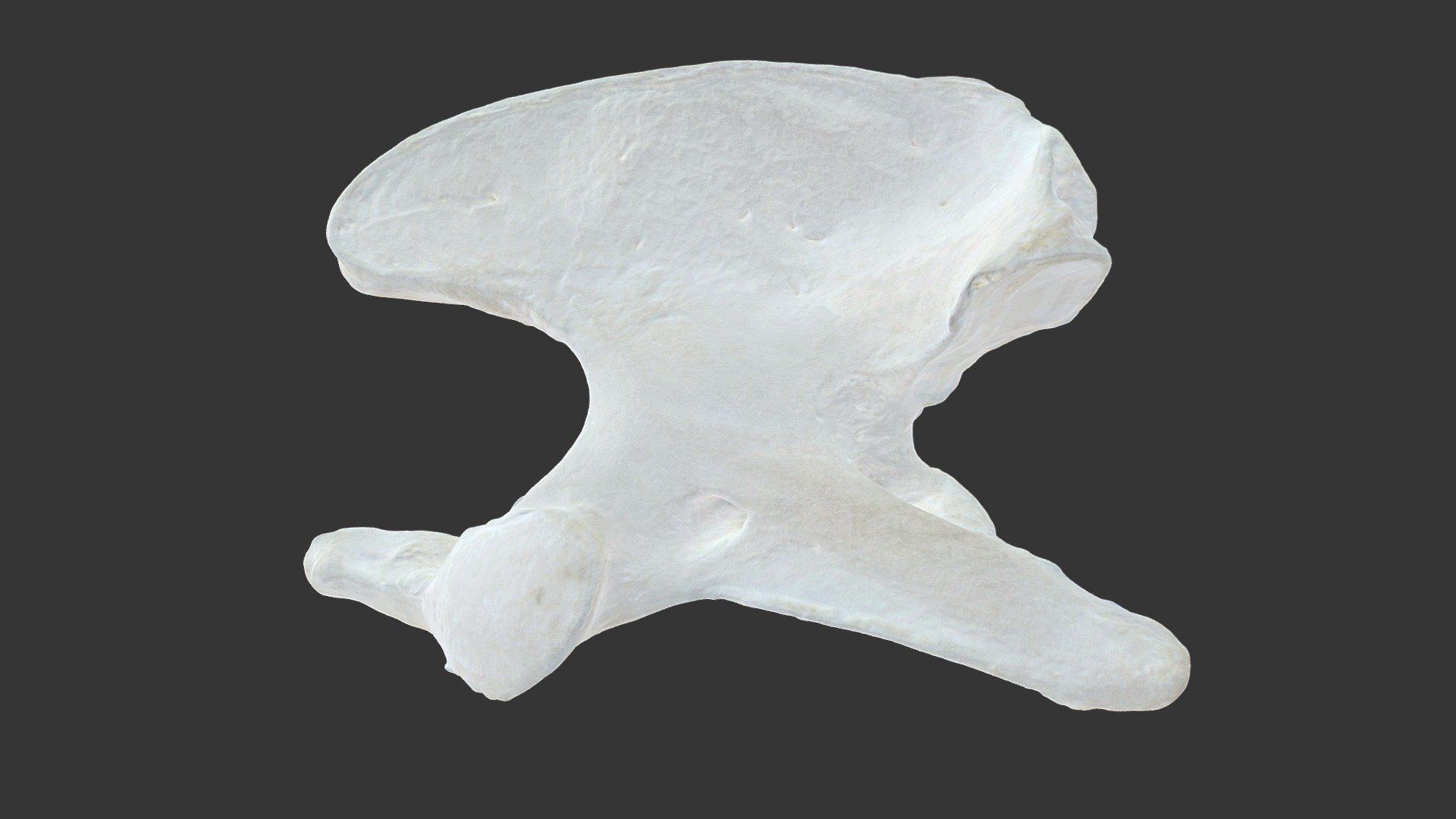 Perro: Axis (C2) - 3D model by PaleoLab-ULE [d322145] - Sketchfab