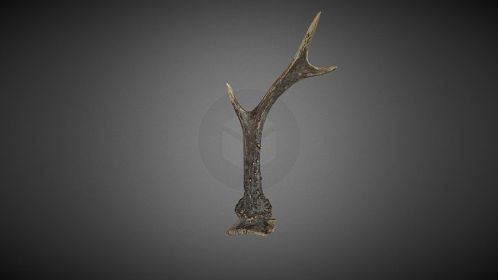 Antlers 3D models - Sketchfab