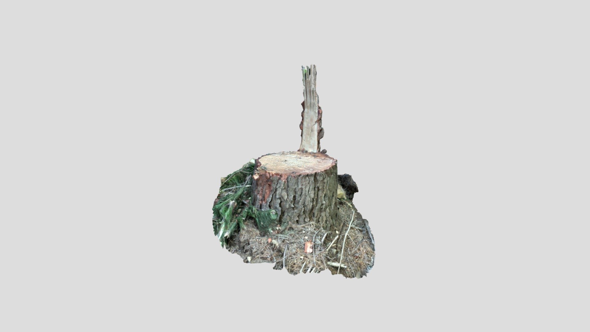 205 Stump-5 Mech Cut-01 - 3D model by Alan Proctor-Thomson (@alanpt ...