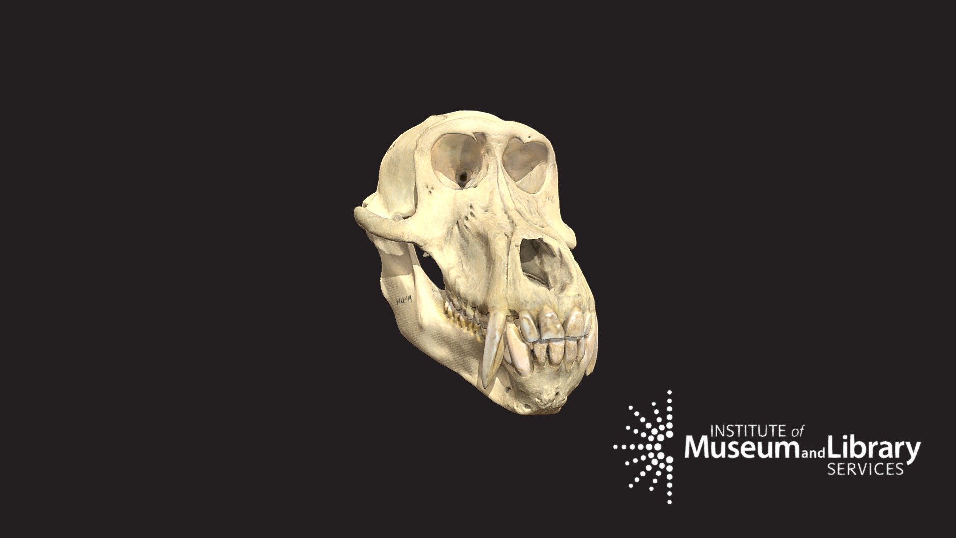 HTB 1218, Hamadryas Baboon Skull - 3D model by Cleveland Museum of ... HTB 1218, Hamadryas Baboon Skull - 3D model by Cleveland Museum of ...