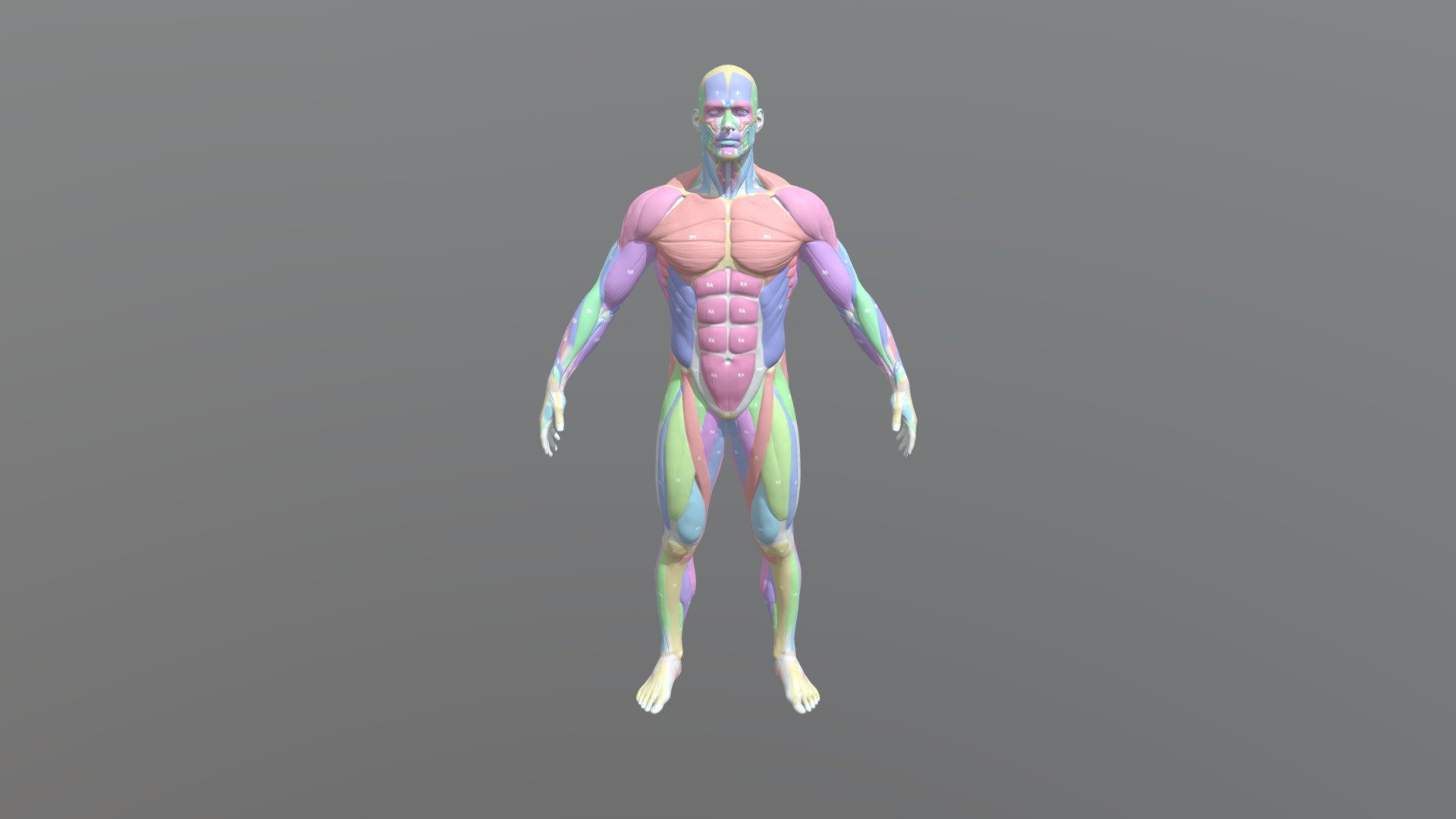 muscle anatomy - 3D model by mzalik [d32f572] - Sketchfab