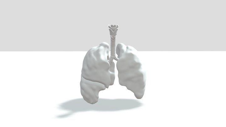 Epiglottis 3D models - Sketchfab