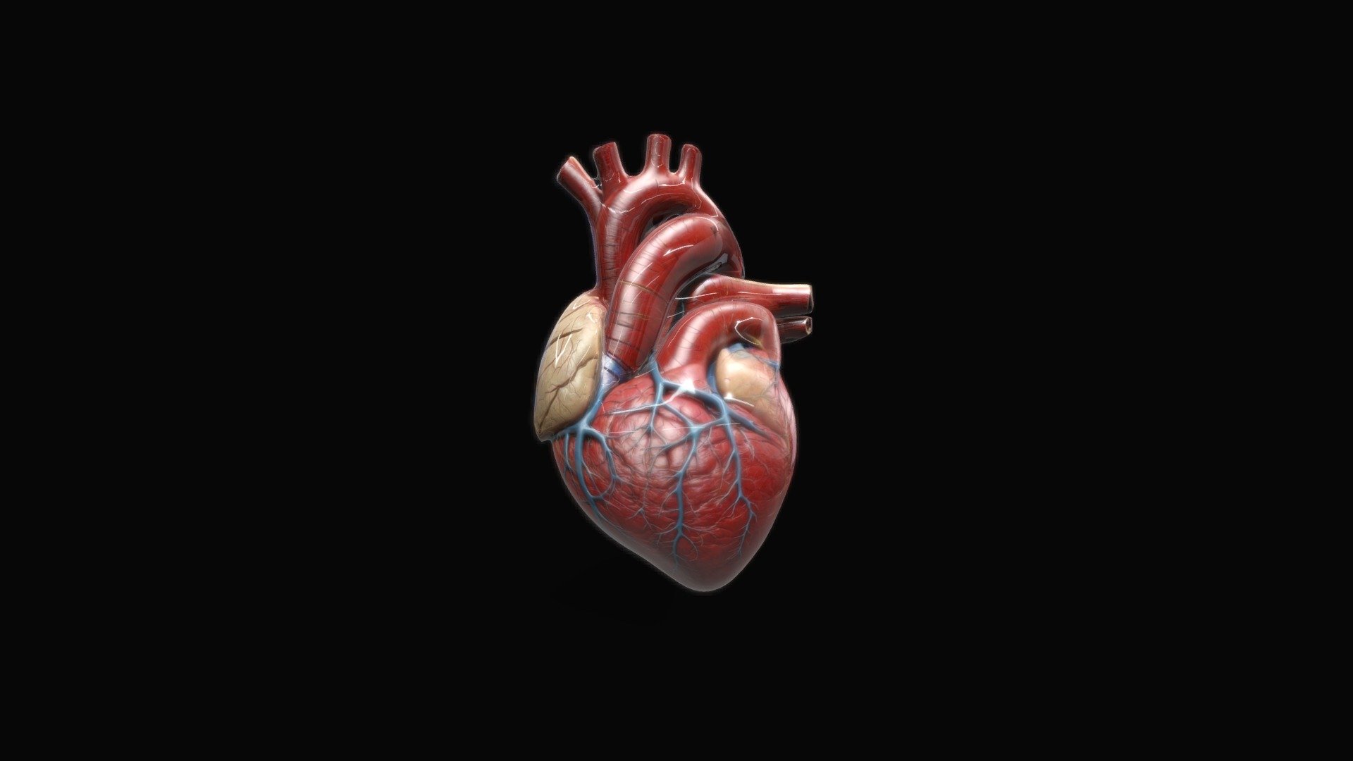 3D Anatomical Heart with Morse Code - 3D model by khatarsisr [d3383e0] - Sketchfab