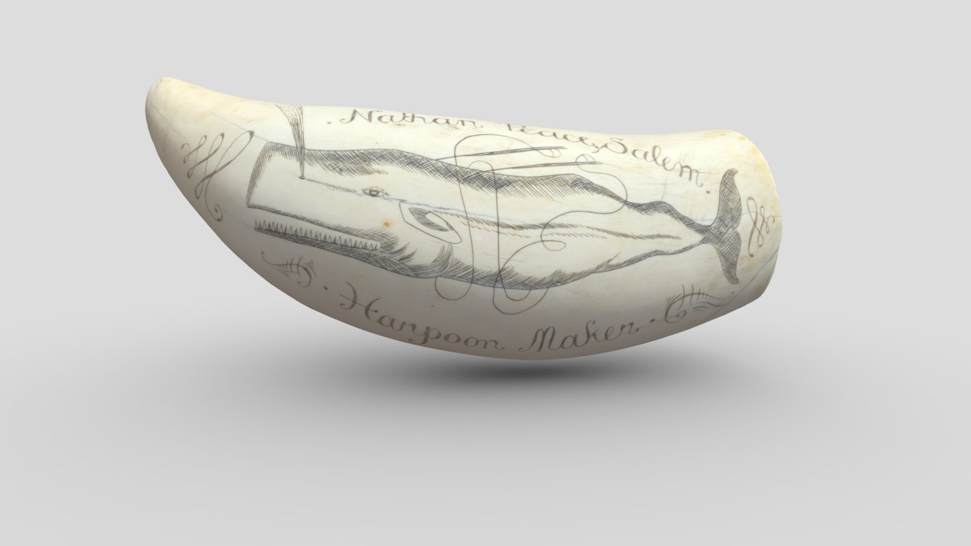 Pottwalzahn "Nathan Peace, Salem" - Download Free 3D model by German ...