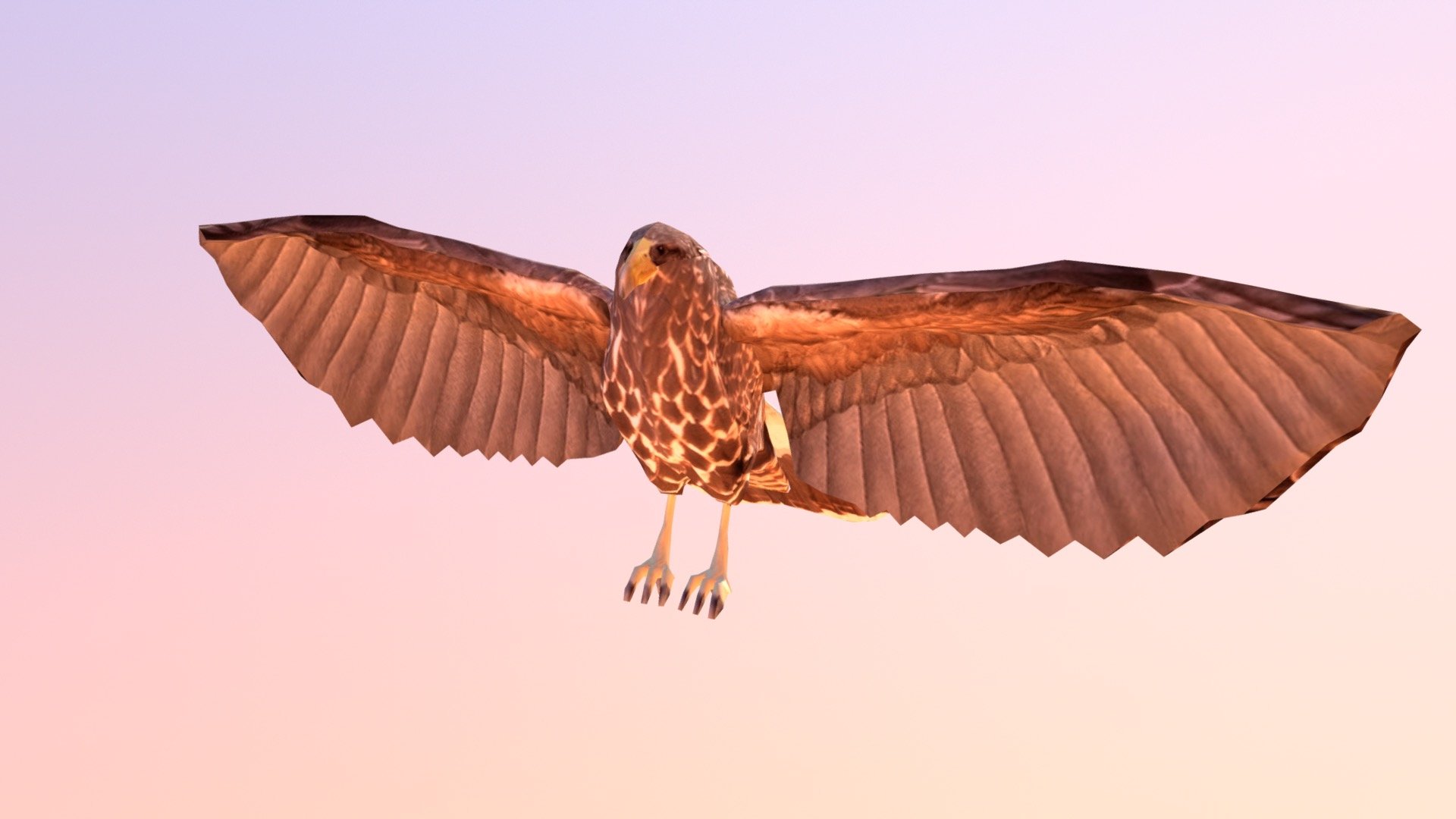 Hawk - 3D model by smafdawg [d339247] - Sketchfab