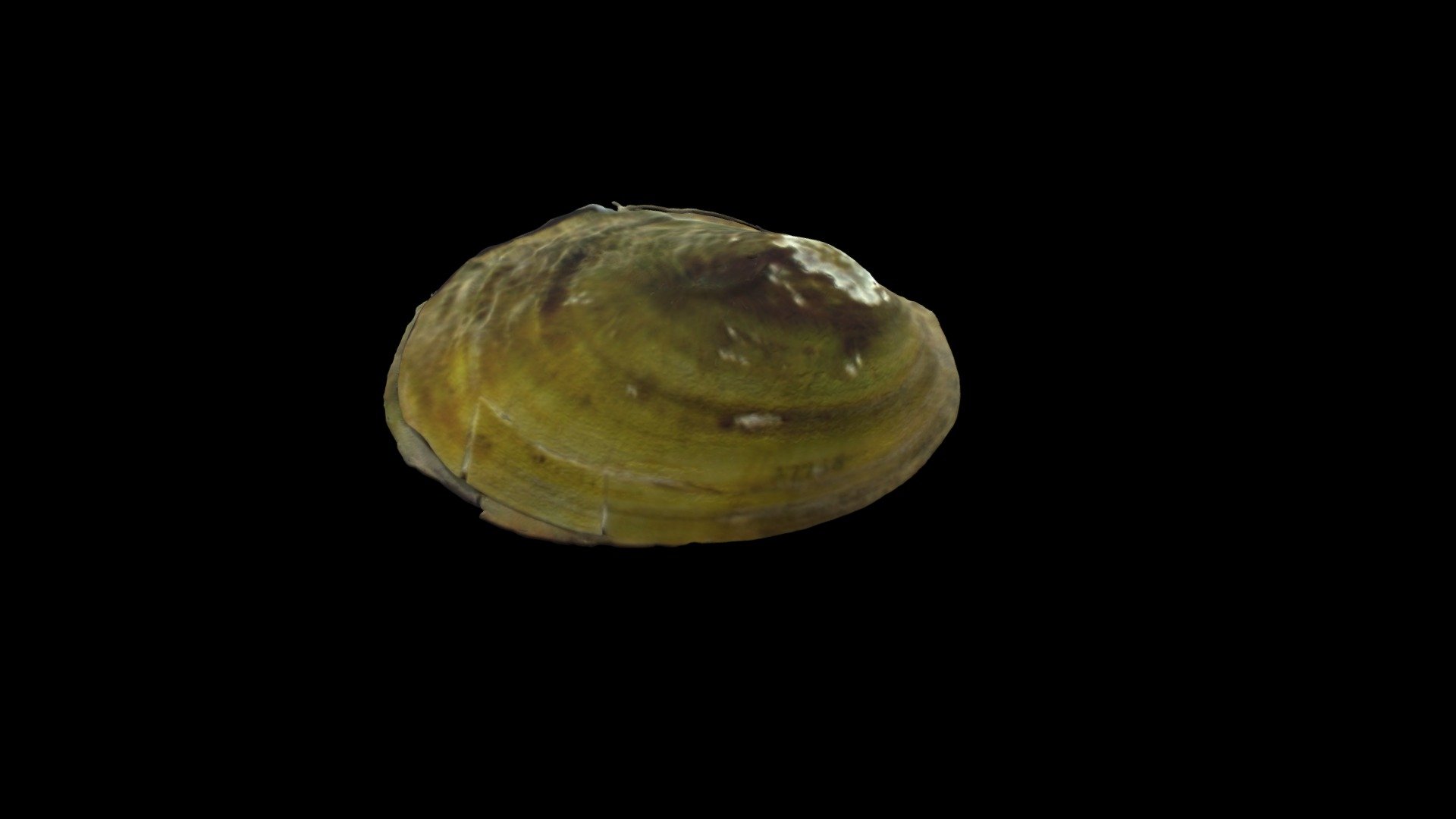Fragile Papershell - Download Free 3D model by atolin [d33b2c8] - Sketchfab