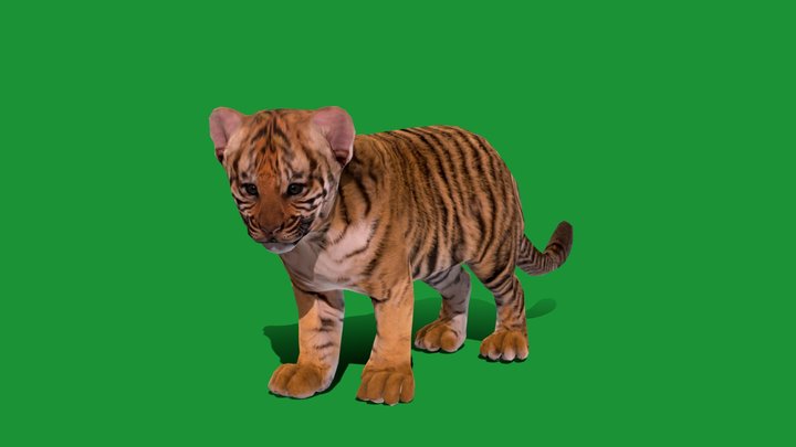 Cub 3d Models Sketchfab