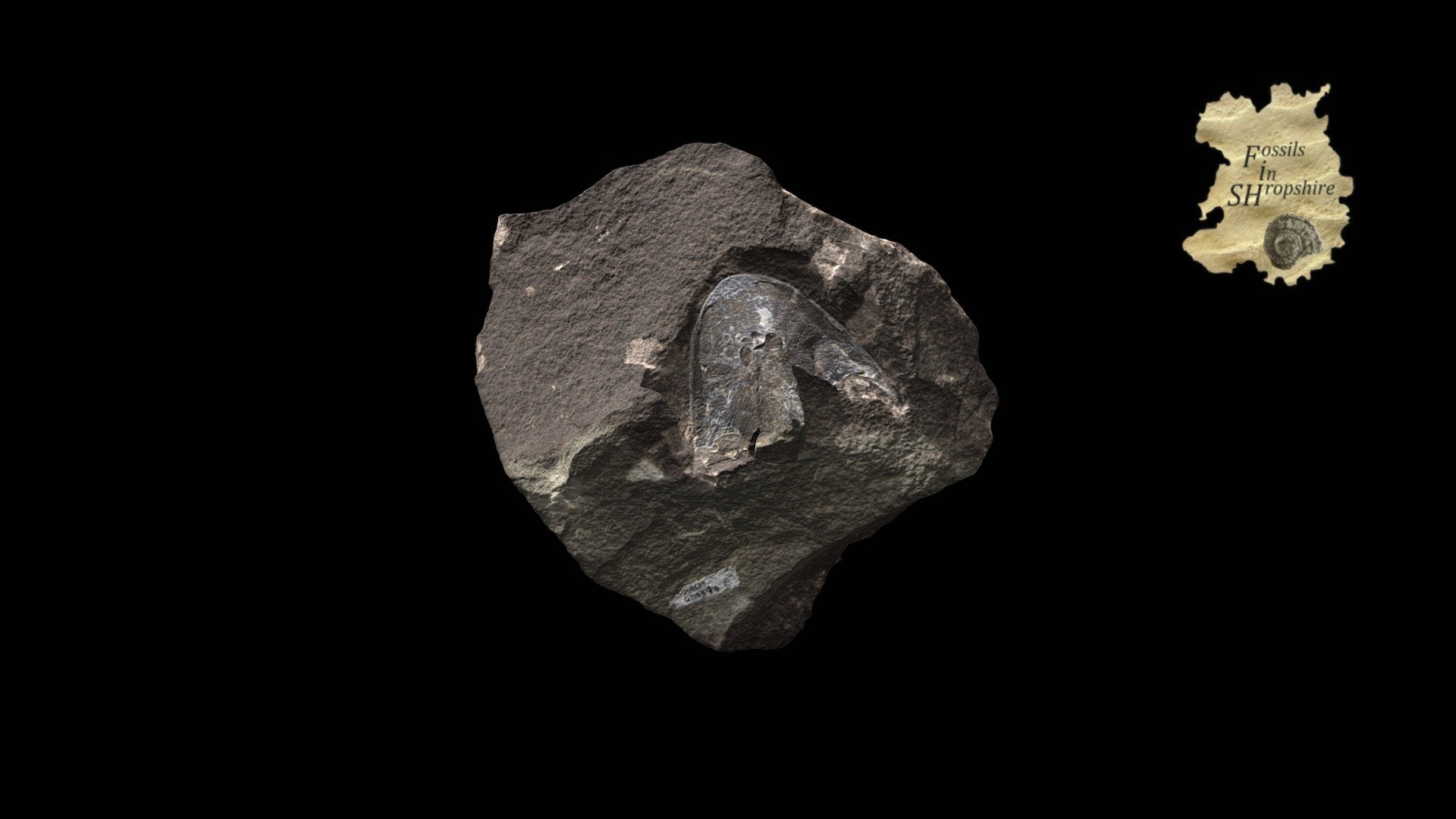 Cephalaspis - headshield - Download Free 3D model by Fossils in ...