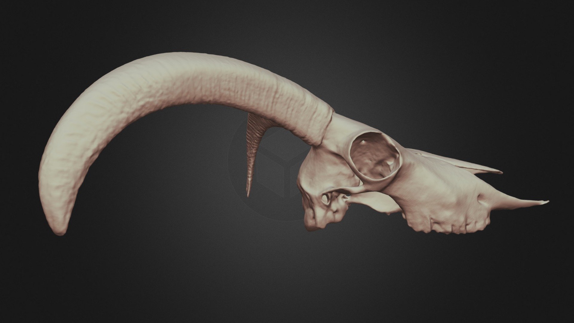 BARBARY SHEEP SKULL - 3D model by Lakehead Anthropology ...