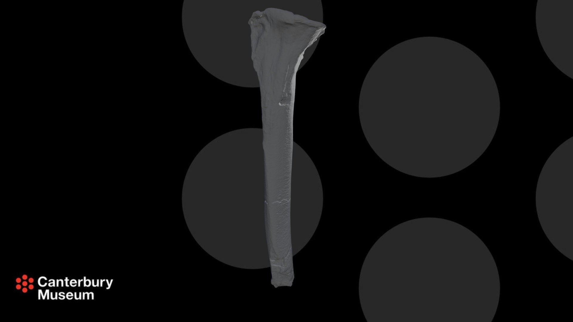 Waimanu manneringi Proximal tibiotarsus - 3D model by Canterbury Museum ...