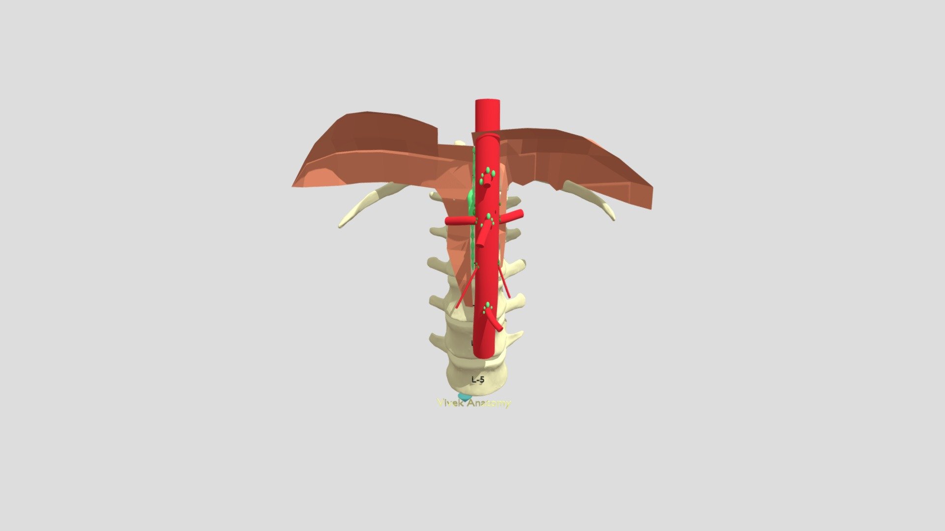 Retroperitoneum 6: Cisterna chyli and lymphatics - 3D model by ...