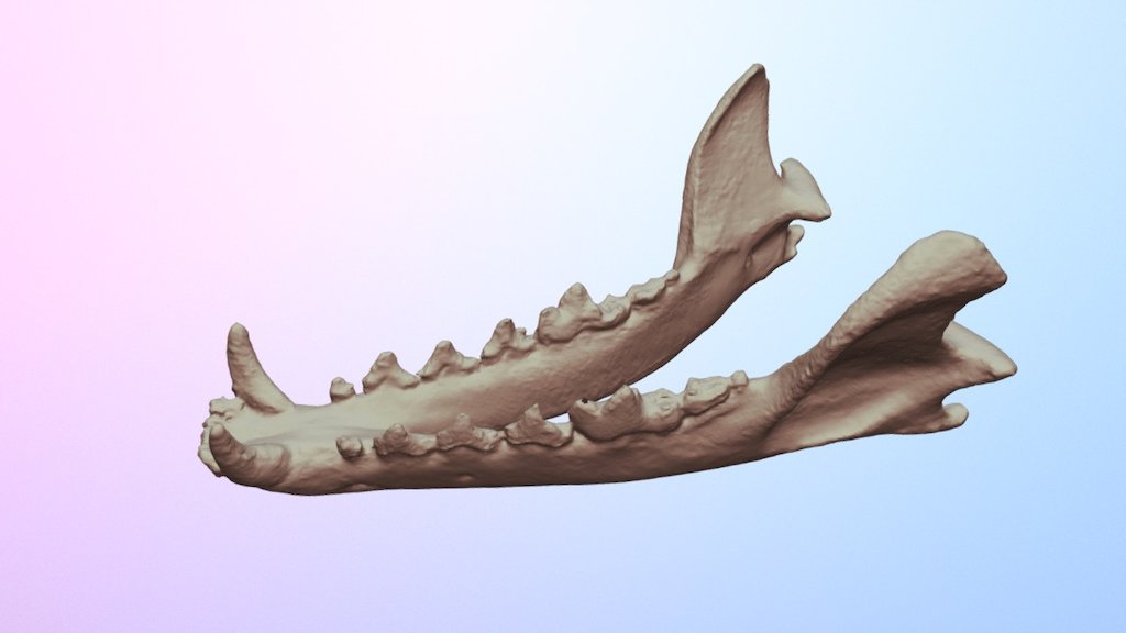 Red Fox Mandible (VCU_3D_3013) - Download Free 3D model by Virtual ...