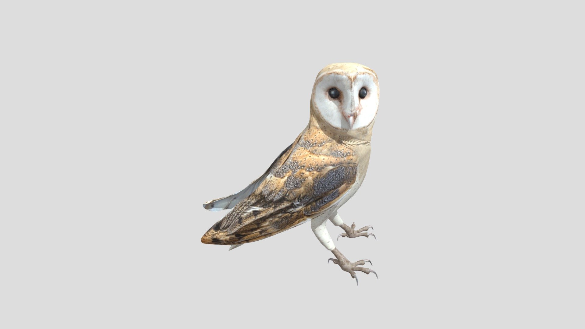 Buho - Download Free 3D model by SAVIA_Colombia (@Minambiente_Col ...