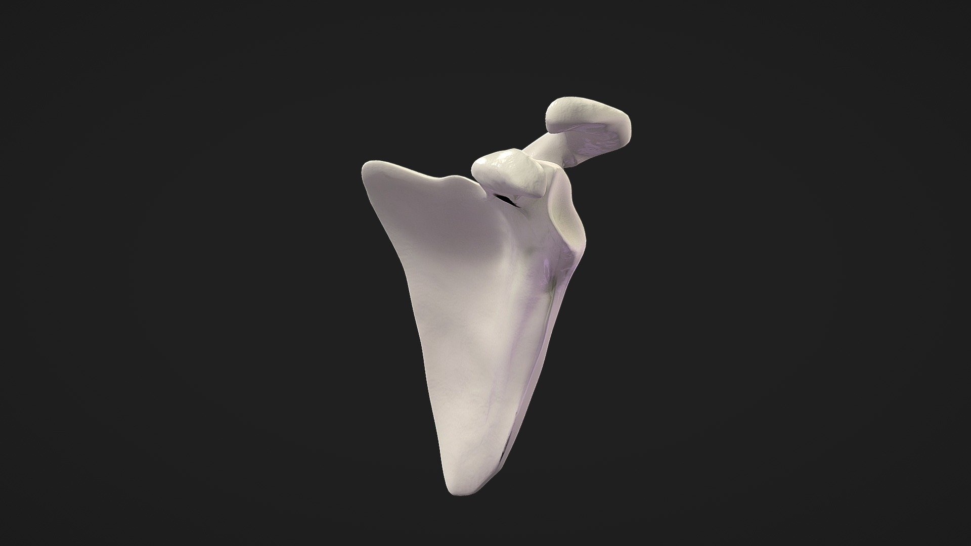Scapula - 3D model by mmarynguyen [d35967f] - Sketchfab