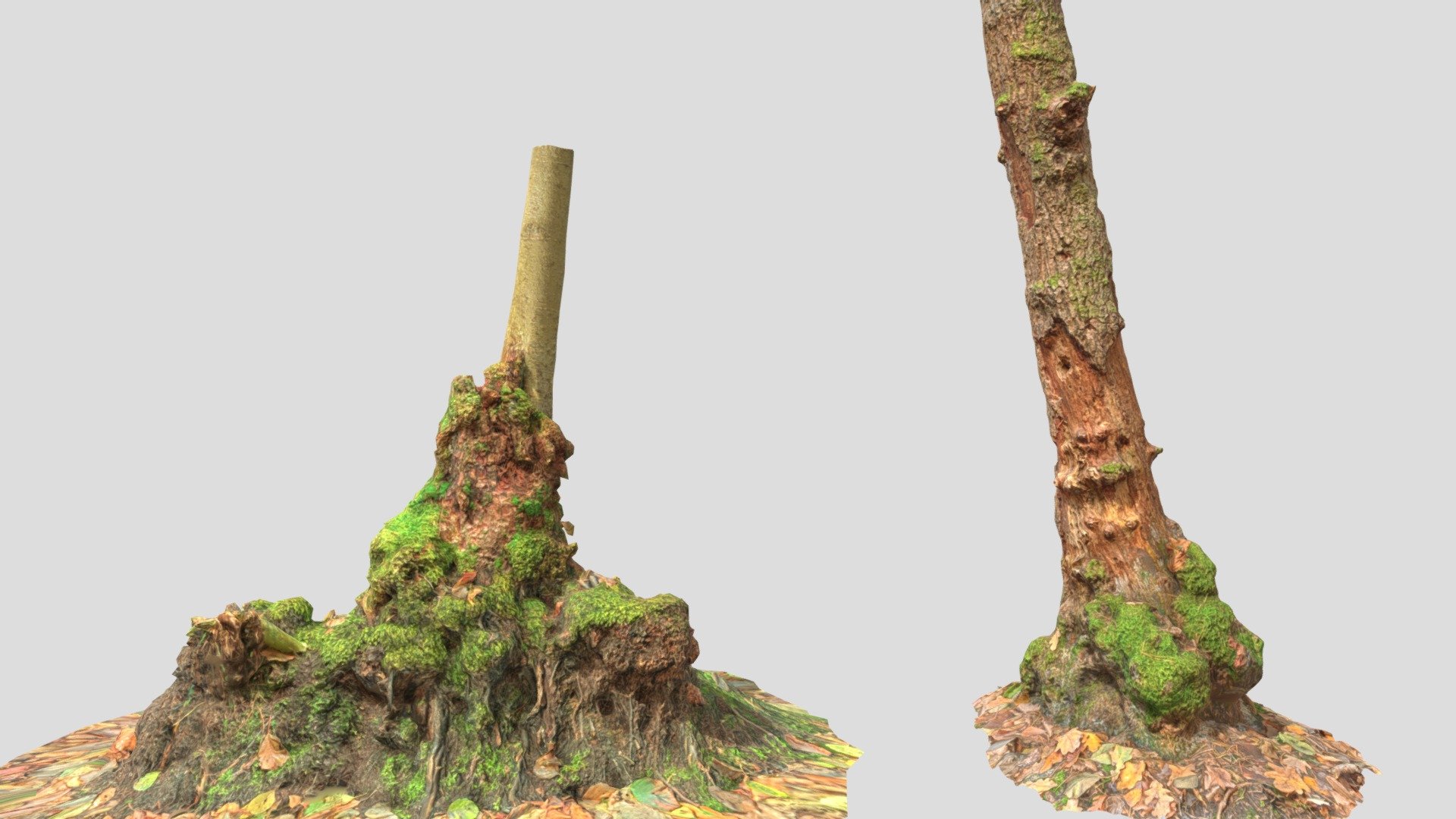 Swamp Tree Collection Scan - Buy Royalty Free 3D model by Per's Scan ...
