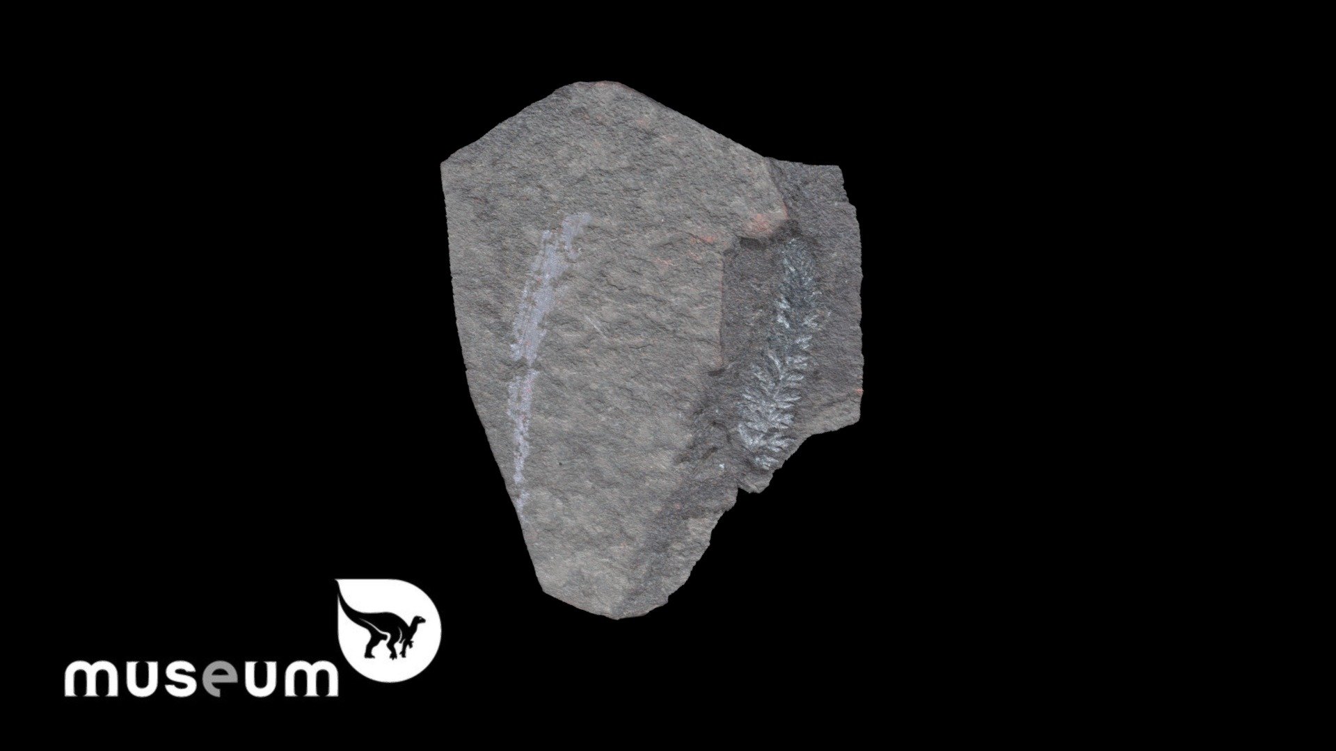 IRSNB b 7934 - Sphenopteris leodiensis - 3D model by Royal Belgian ...