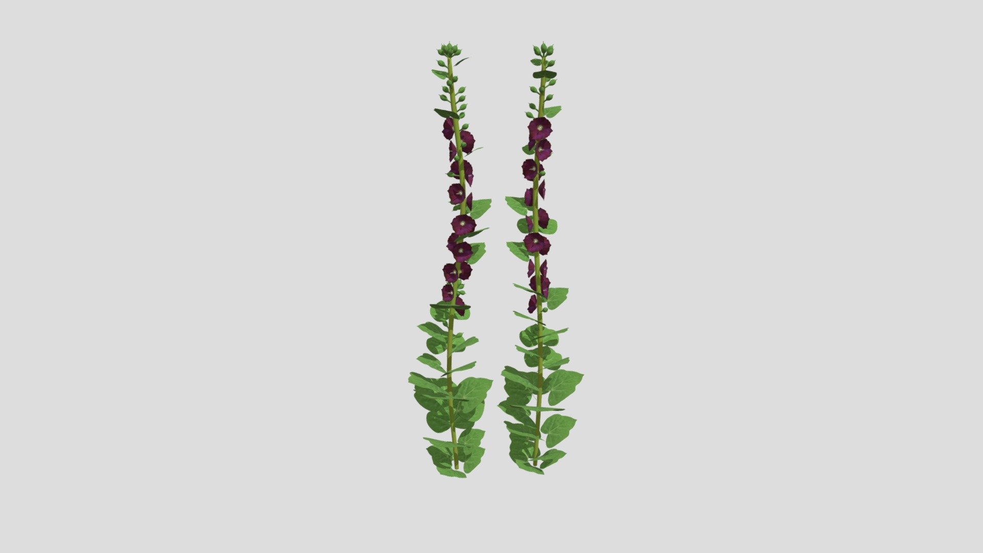Alcea rosea Nigra Stokkrose - Buy Royalty Free 3D model by ...