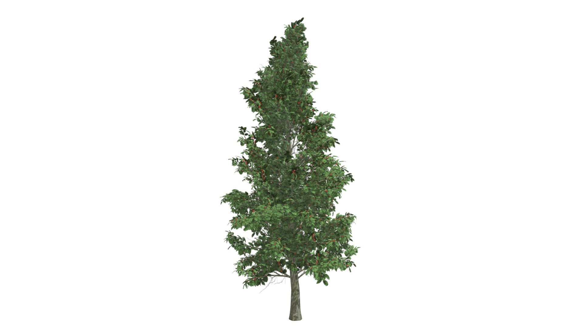 American Holly Tree #06 - Buy Royalty Free 3D model by meshshape ...