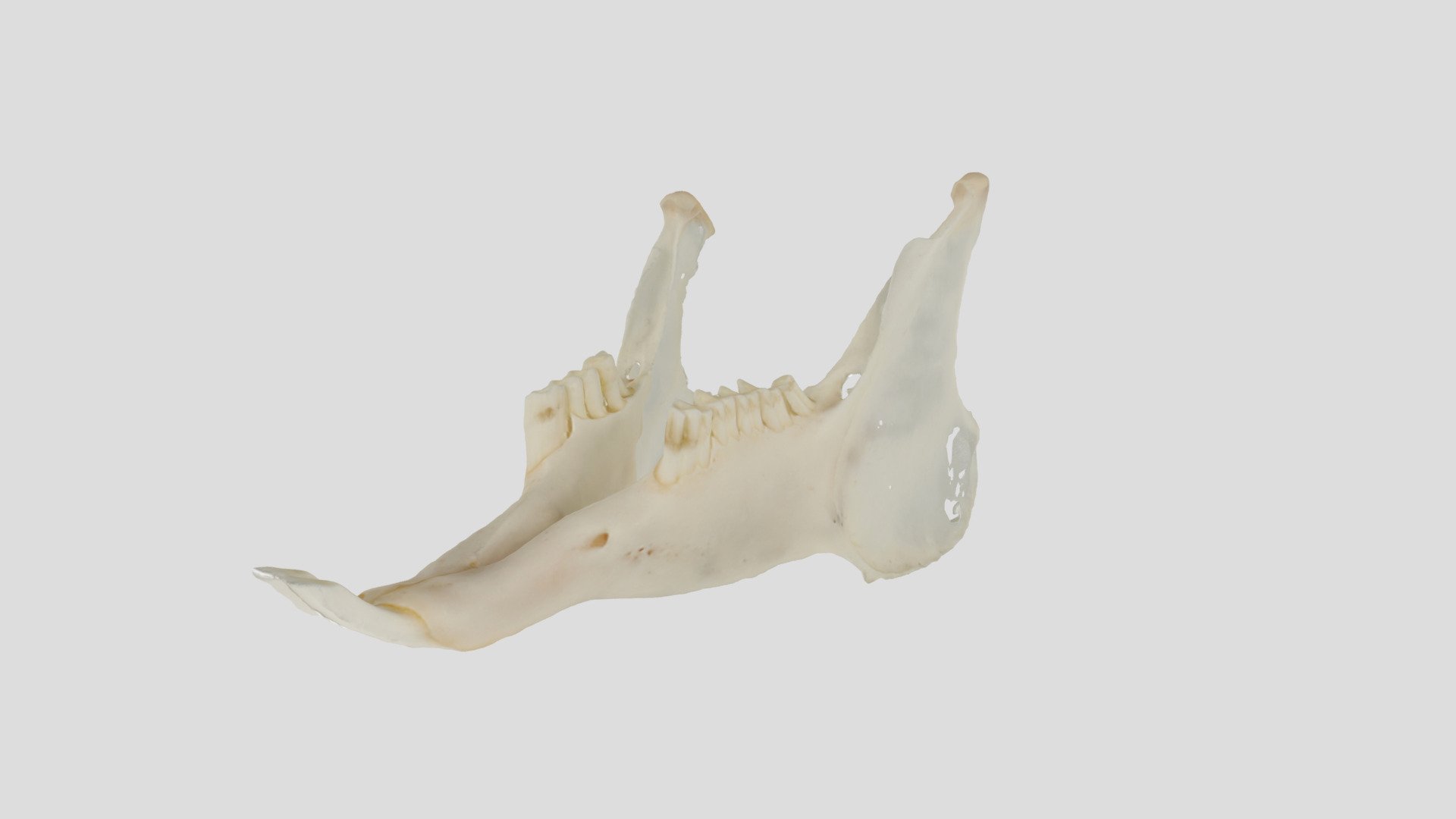 Lepus europaeus #16121 - 3D model by SMA-UniGe [d3607fa] - Sketchfab
