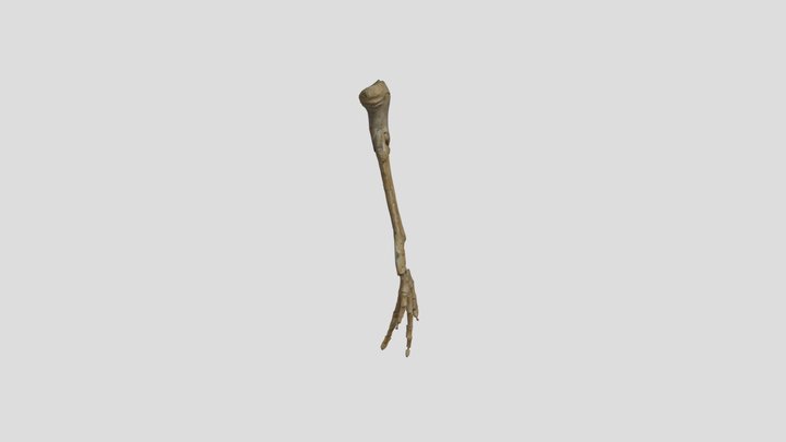 SchmalhausenEvolMorph - Sketchfab