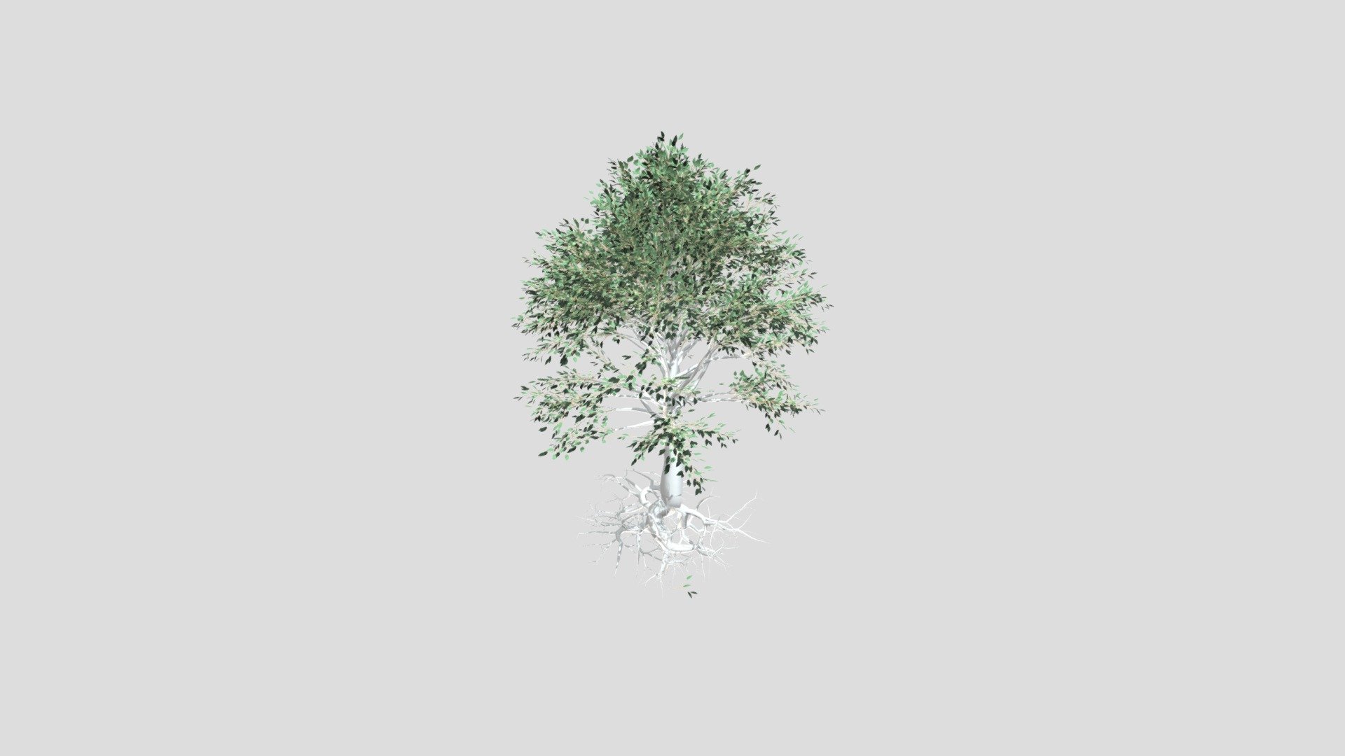 Tree Test Kayla Rich - 3D model by Kayla.Rich [d3669a9] - Sketchfab