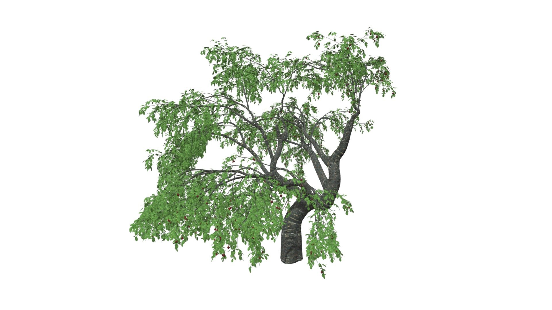 Cherry Tree #03 - Buy Royalty Free 3D model by meshshape [d369c51 ...