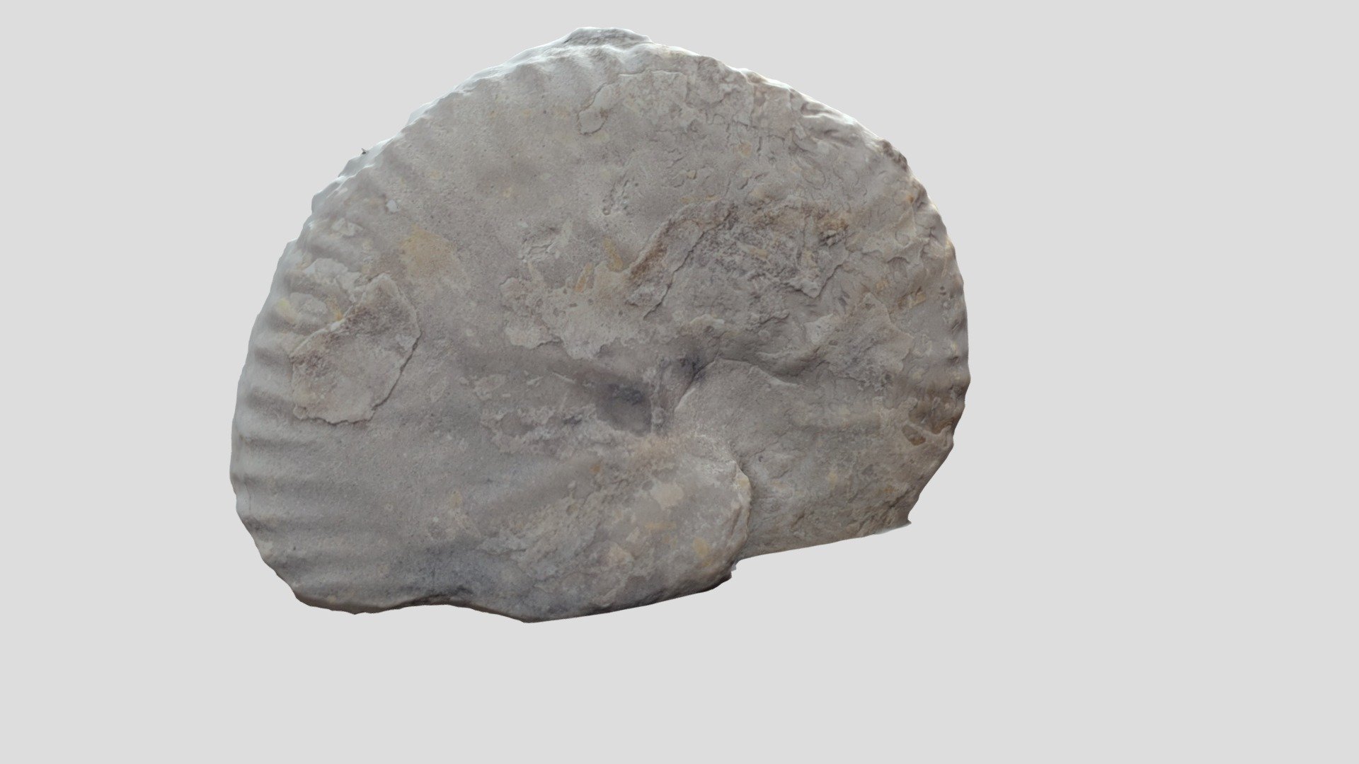 ammonite5 - 3D model by fossilhunterturkiye [d36b01a] - Sketchfab