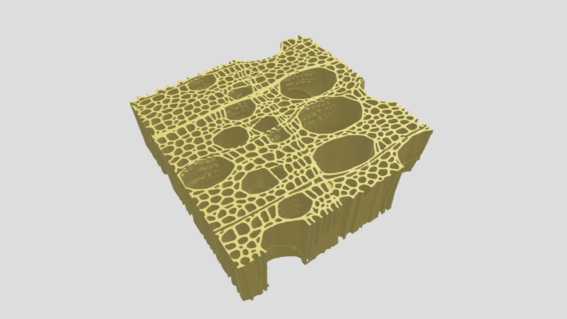 Poplar wood: Growth-ring boundary - 3D model by tkodden (@Holzbio ...