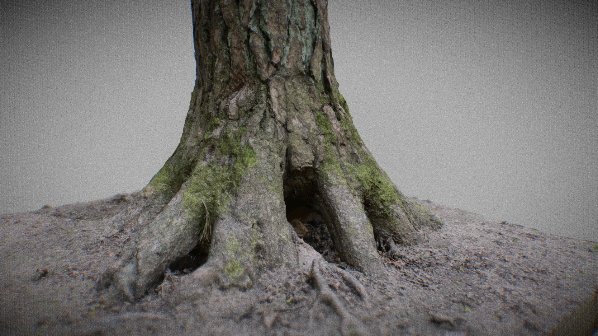 Pine tree with roots 1 - Download Free 3D model by Alex Fedorov ...