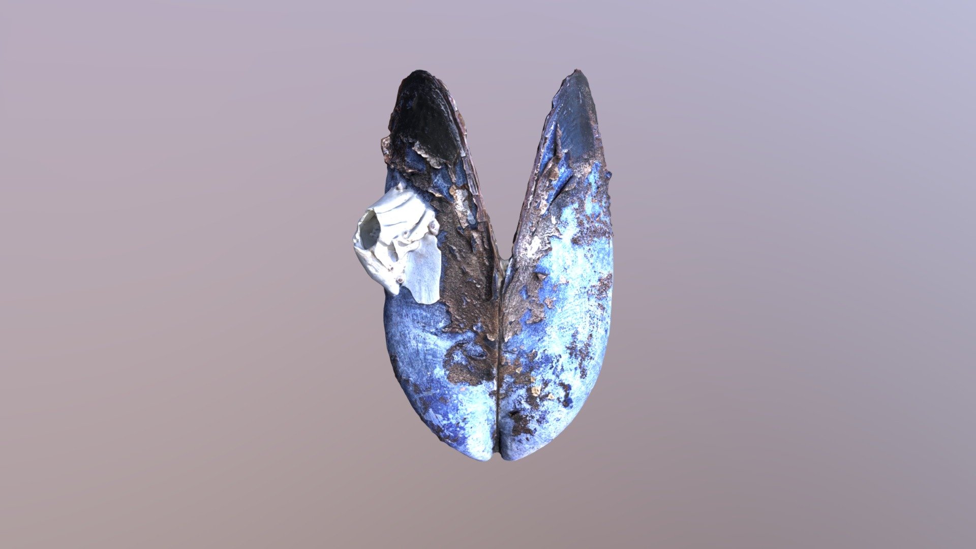 Mussel shell with Barnacle - Buy Royalty Free 3D model by uttamg911 ...