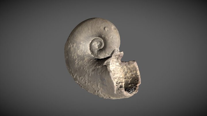 Nautiloid 3D models - Sketchfab
