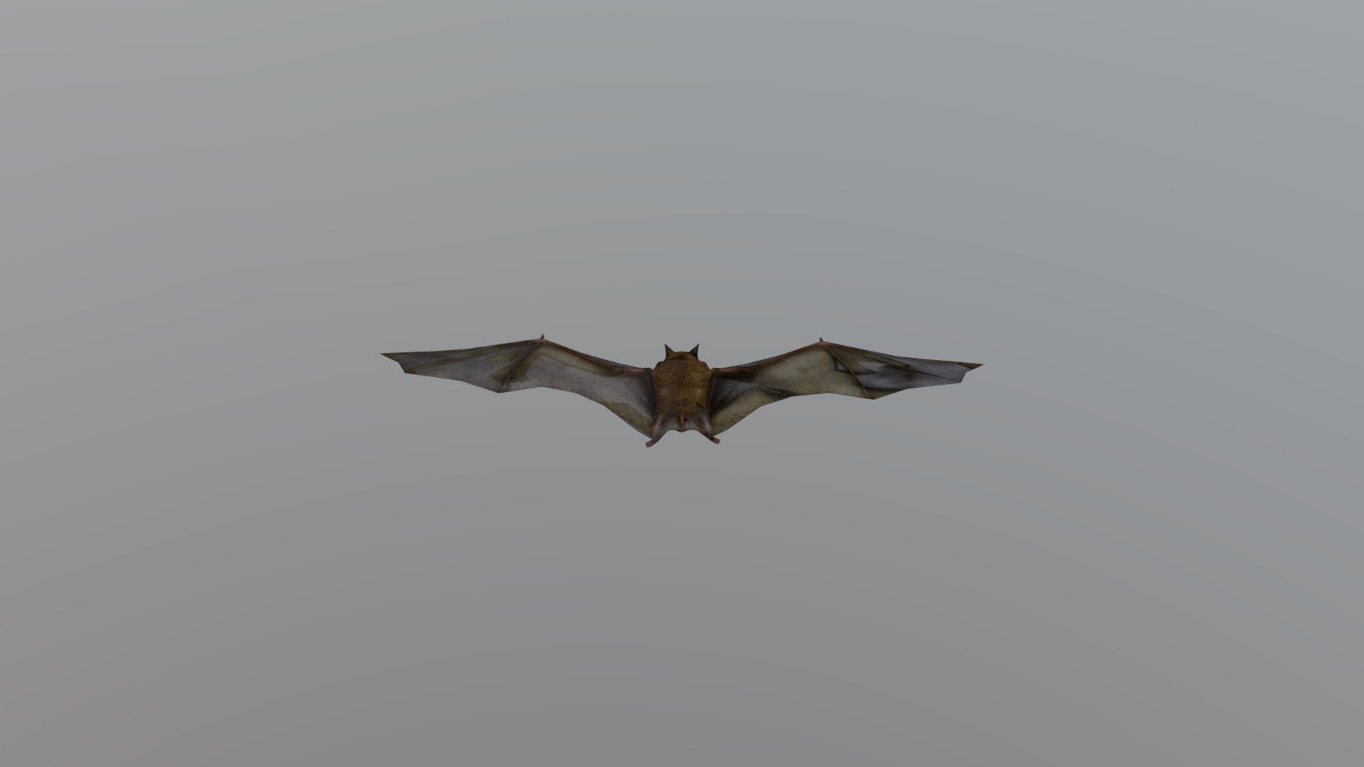 Murciélago - 3D model by Eduteiment (@camiloislas) [d37e15c] - Sketchfab