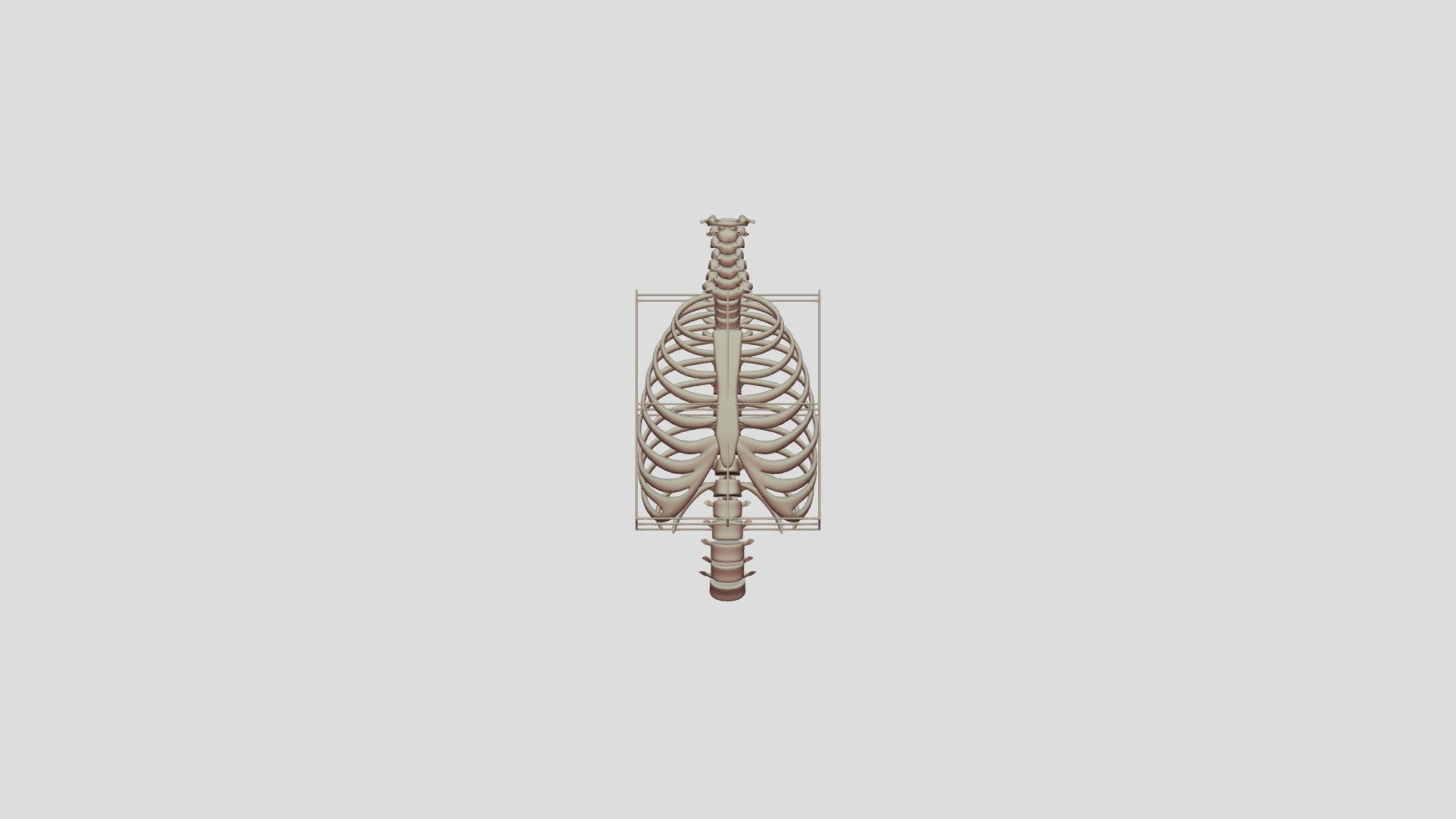 rib cage proporation2 - 3D model by sina.amiri [d383616] - Sketchfab