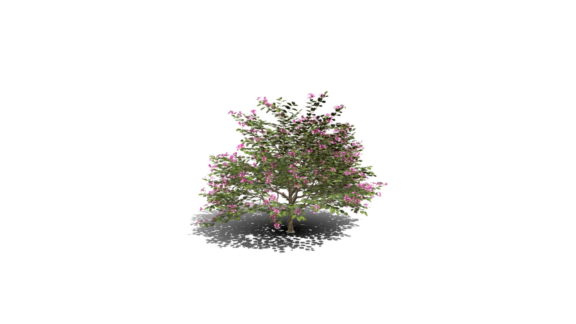 Realistic HD Hong Kong orchid tree (18/40) - Buy Royalty Free 3D model ...