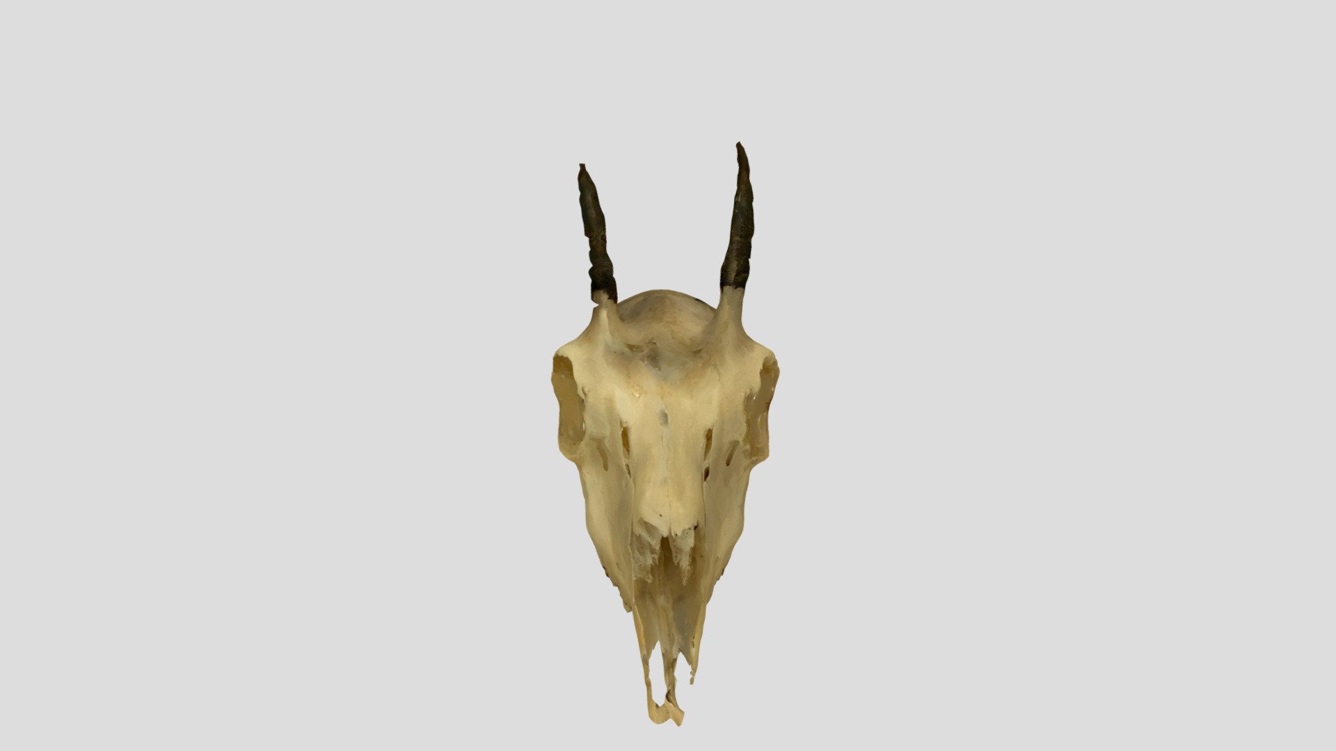 Antelope skull - 3D model by Tomorrow Never Knows (@Tomorrow-Never ...