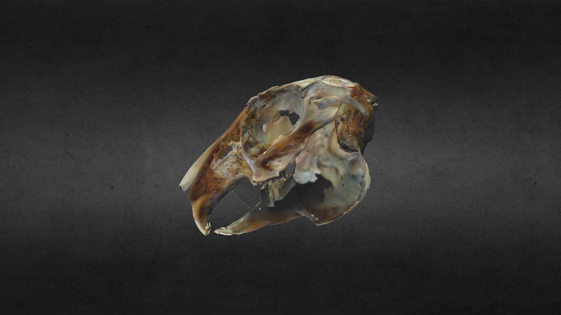 Rabbit skull - Download Free 3D model by RMAP Vancouver Island ...