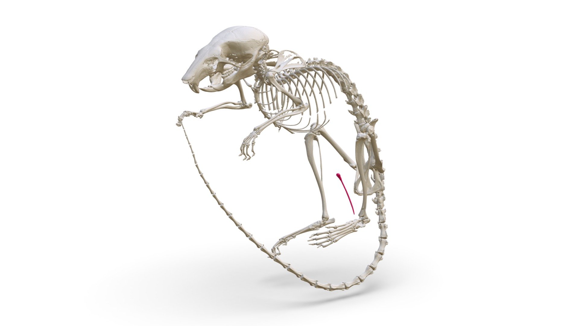 Peromyscus boylii (MSB:Mamm:74707) - 3D model by Biodiversity [d39ca51 ...