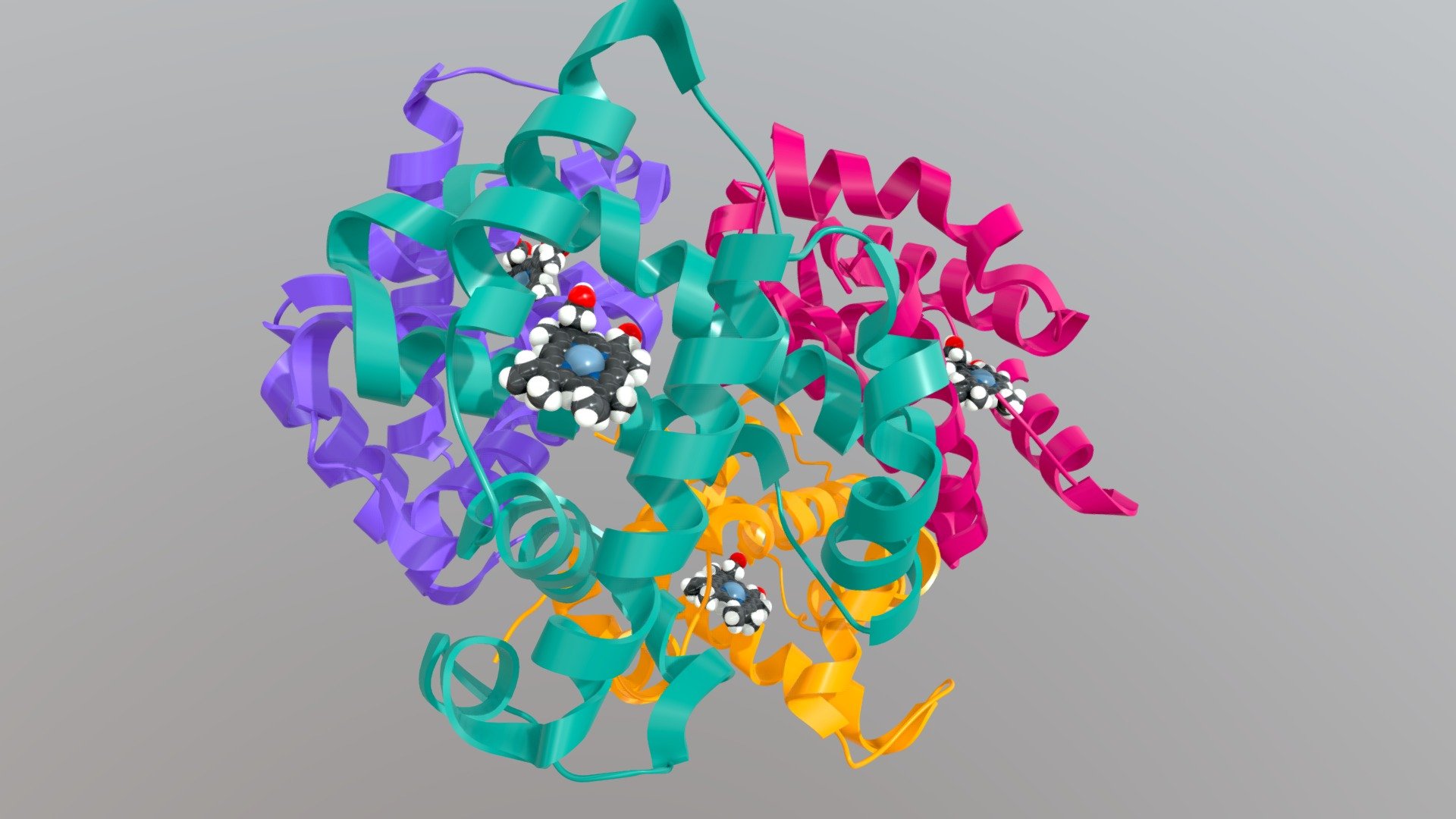 Hemoglobin_fin - 3D model by e-sfera (@skolskaknjiga) [d39d2ca] - Sketchfab