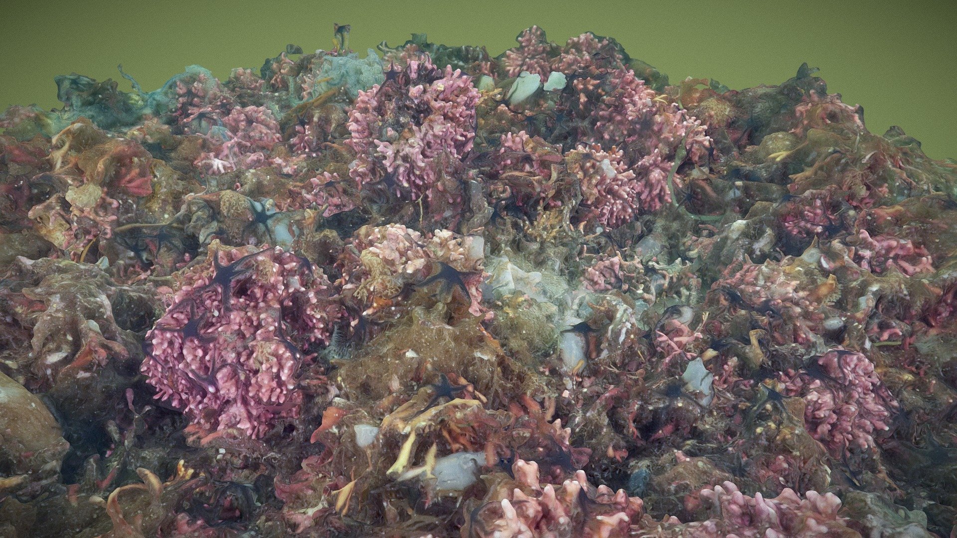 Hedgehog maerl structure - 3D model by Matt Doggett (@mattdoggett ...