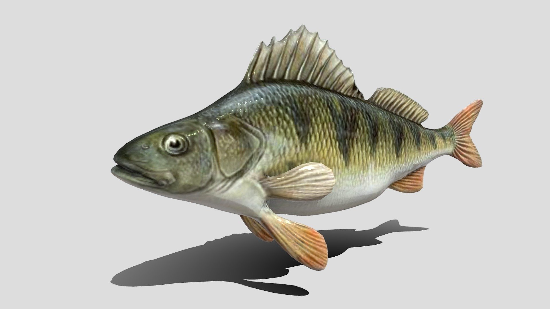 Perch LP - 3D model by interaction [d3a9a67] - Sketchfab
