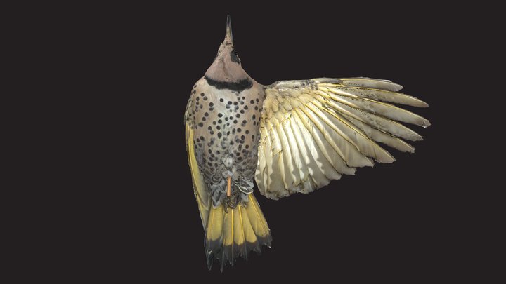 Northern-flicker 3D models - Sketchfab