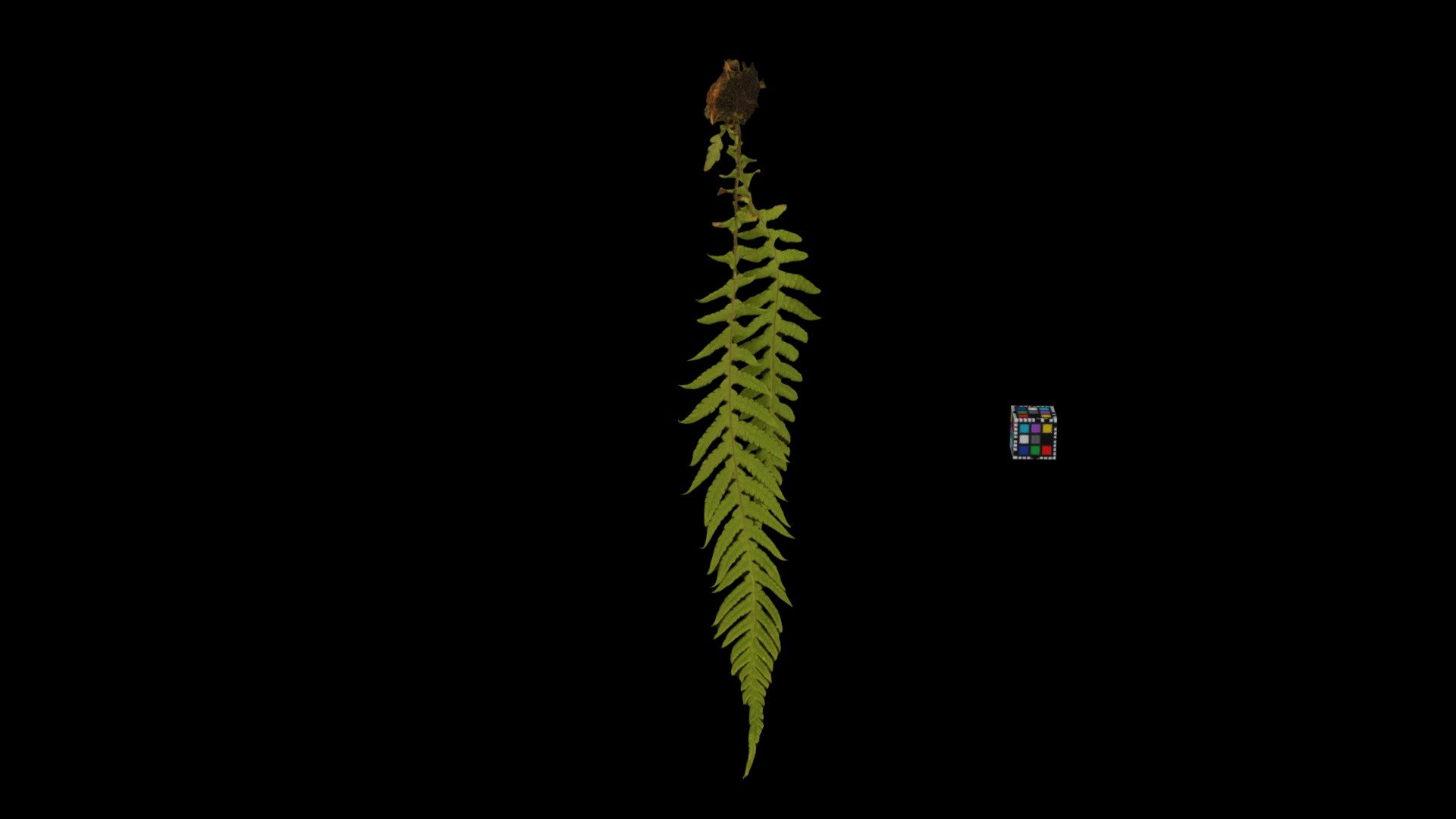 CC0 ゲジゲジシダ Geji-geji Fern, P. decursive-pinnata - Download Free 3D ...