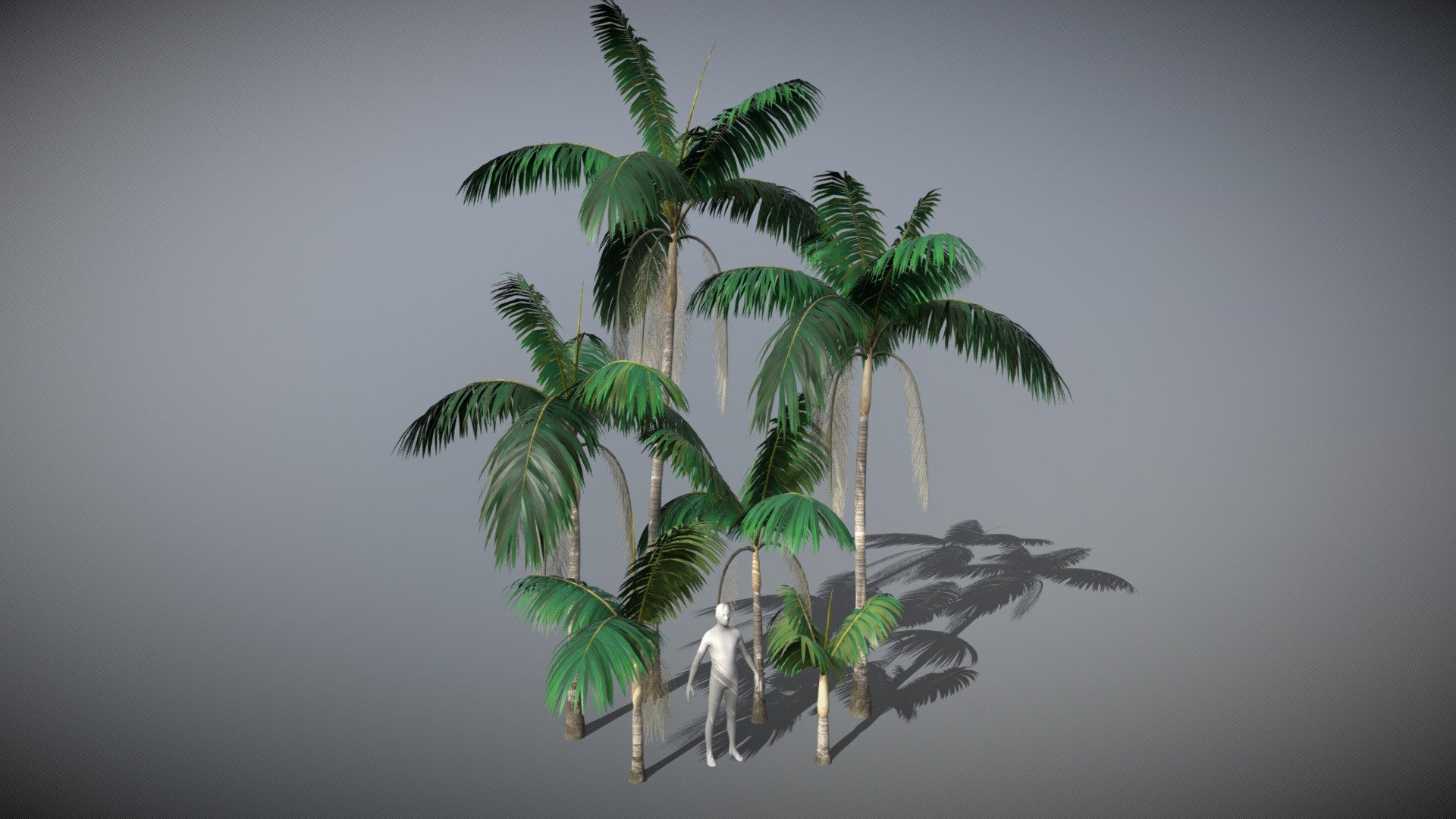 Mauritian Palm Tree Models - 3D model by Bodo Schütze (@bodoschuetze ...