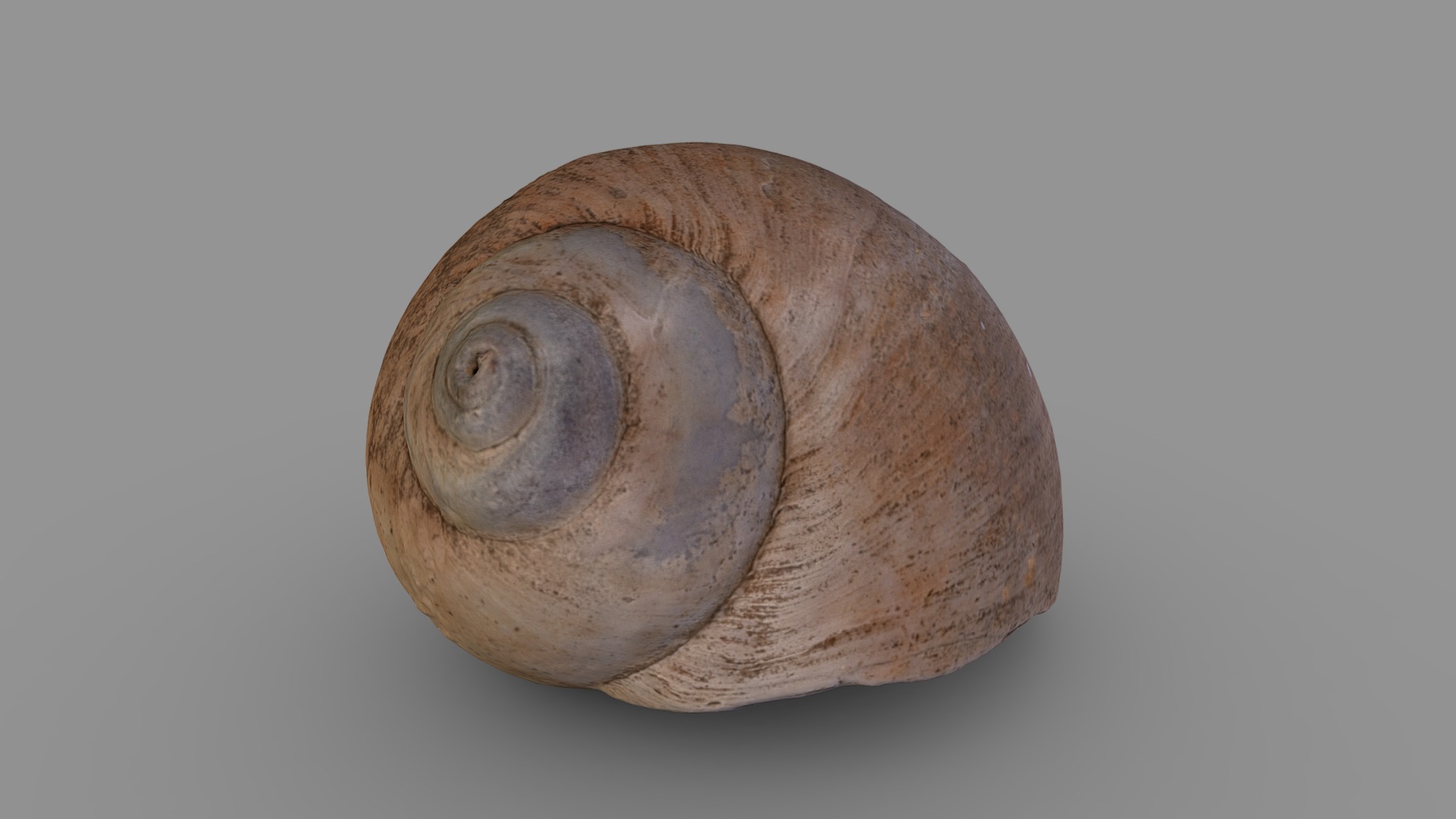 Moon Snail Shell - Download Free 3D model by Tyler Jackson (@tyjajack ...
