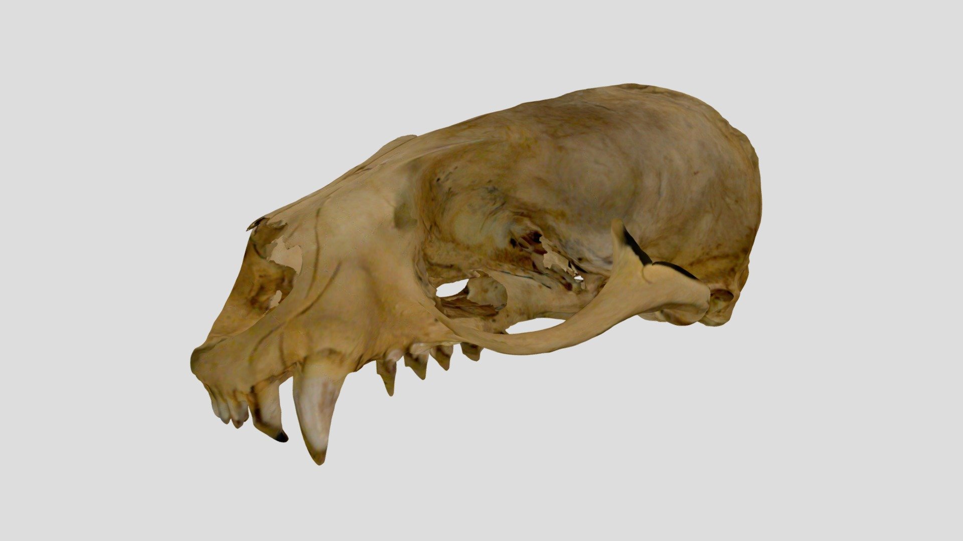 WAM M27192 - Subantarctic Fur-seal (Skull) - 3D model by Western ...