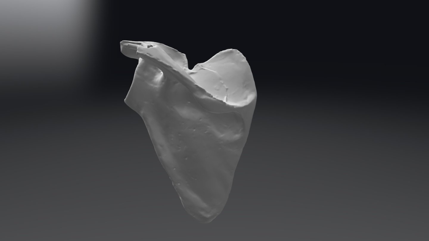 Human Scapula - 3D model by threeding.com [d3b4902] - Sketchfab