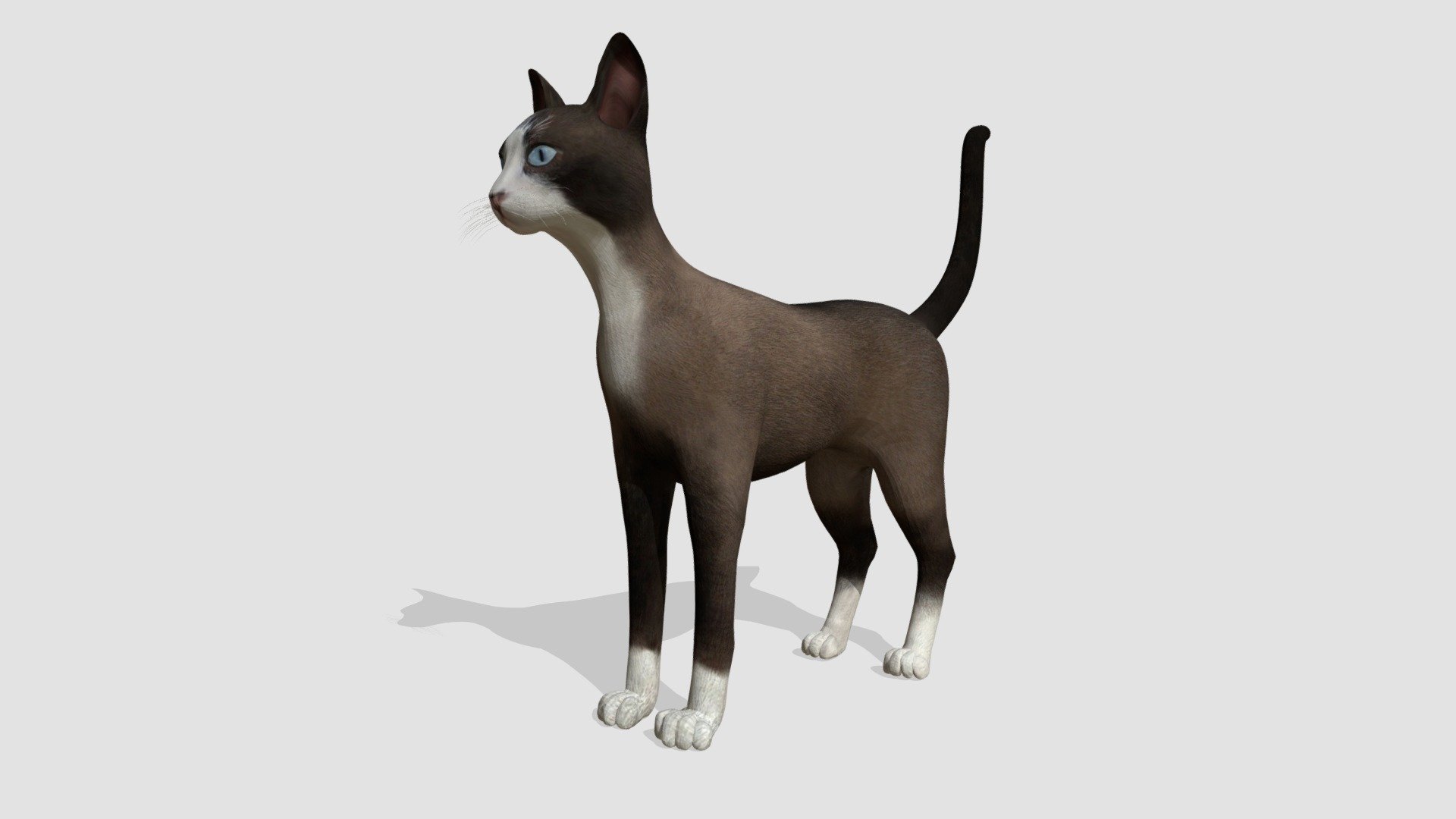 cat - Buy Royalty Free 3D model by Evermotion [d3bcb1d] - Sketchfab Store